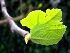 Reverdecer | Palabras de Vida - Mensajes y Reflexiones Cristianas